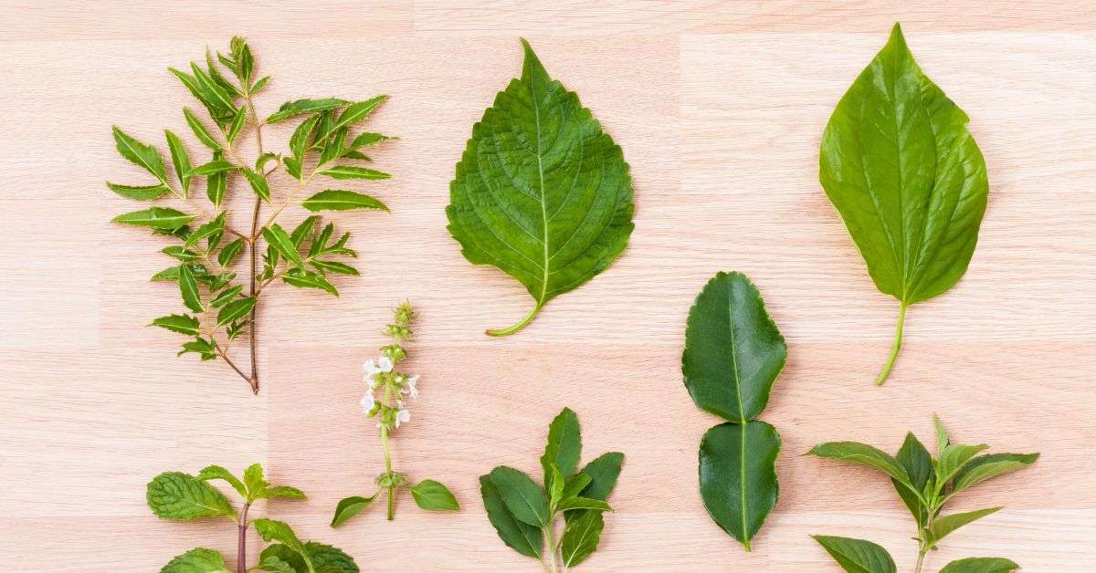 Peppermint Leaf: Surprising Health Benefits You Never Knew! - Built By ...