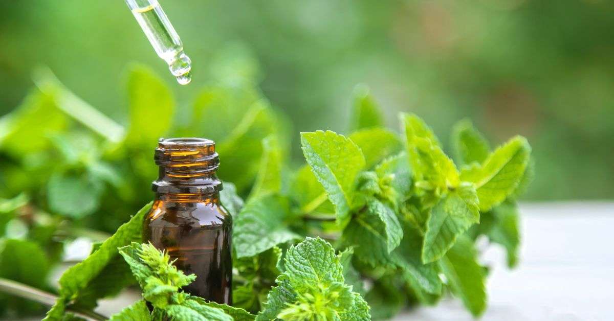 Peppermint Leaf: Surprising Health Benefits You Never Knew! - Built By ...